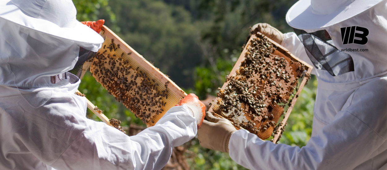 7 Urban Beekeepers Across Canada Saving Cities Pollinators